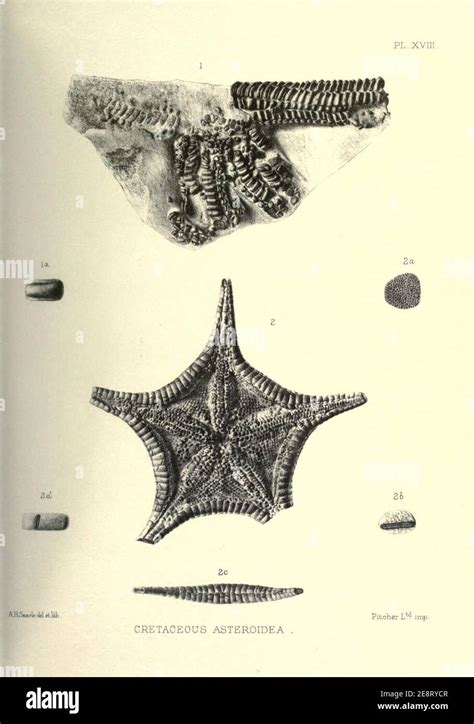 Monograph On The British Fossil Echinodermata From The Cretaceous