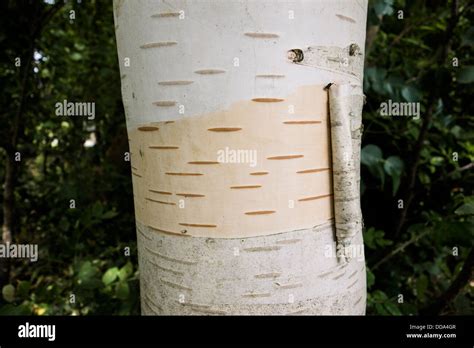 A Silver Birch Tree Trunk With Peeling Bark Stock Photo Alamy