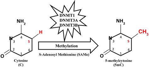 Dna Methylation Intechopen