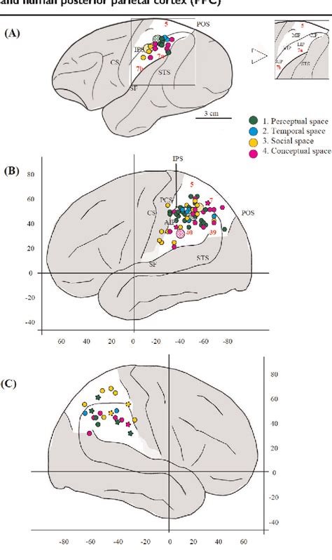 Figure 1 From The Posterior Parietal Cortex And Non Spatial Cognition