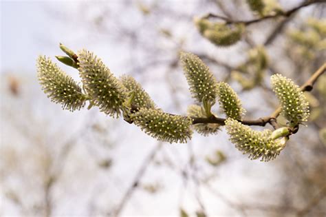버드 나무 나뭇가지에 푹신한 고양이 아름다운 봄 자연 배경 중간 구역의 첫 번째 꿀 식물 0명에 대한 스톡 사진 및 기타 이미지 Istock