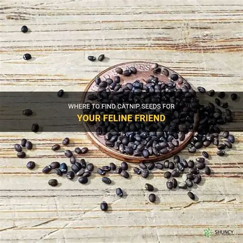 Where To Find Catnip Seeds For Your Feline Friend Shuncy