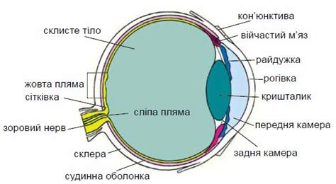 будова ока людини малюнок 8 клас Поиск в Google Pie chart Chart Diagram