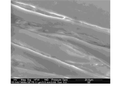 Morphology Of The Untreated Fabric Figure 5 Morphology Of The Fabric