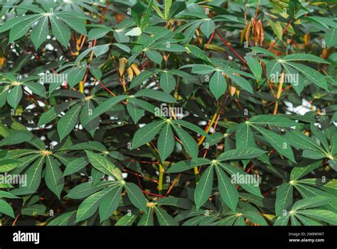 Cassava Tree In The Field Cassava Is A Tropical Food Crop And The Most