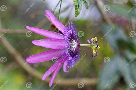 The Flower Of Passiflora Caerulea Stock Image Image Of Green