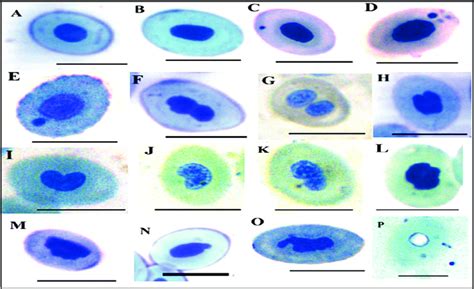 Erythrocytes Of Nile Tilapia O Niloticus Exposed To Different Doses