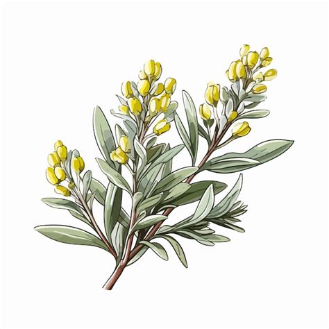 Sagebrush Flower Isolated On White Background Premium Ai Generated Vector