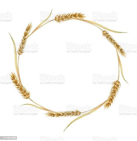 수채화 밀 화환 흰색 배경에 고립 된 손으로 그린 그림 카드 초대장 태그 인쇄에 완벽한 프레임 곡초류에 대한 스톡 벡터 아트 및 기타 이미지 Istock