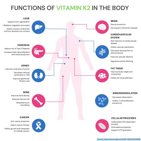 The Human Body Needs Vitamin K For Clotting Blood