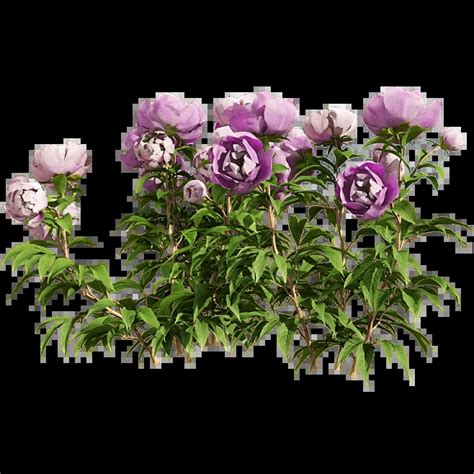 粉紫色芍药花丛3d模型（obj Fbx Max）插图 花瓣网