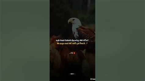 හැම එකත් එක්කම හිනා වේලා හිටියට මන් ආශ්‍රය කරෙ මට සෙට් උන් විතරයි 🥱💐 Motivation Subscribe