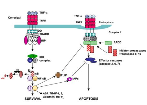 Tnf Receptor Tnfr Pathway Of Signaling Two Complex Model Is Shown