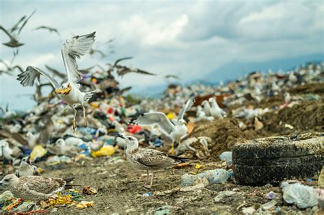 쓰레기 처리장에 있는 갈매기들 환경 피해 대기 및 수질 오염 및 생태 위기 개념 0명에 대한 스톡 사진 및 기타 이미지 0명 가축 갈매기 Istock