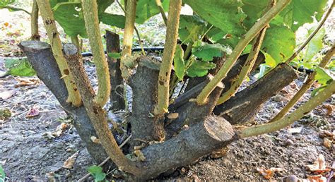How Do Hazelnut Trees Grow Planting Filberts And Care Tips