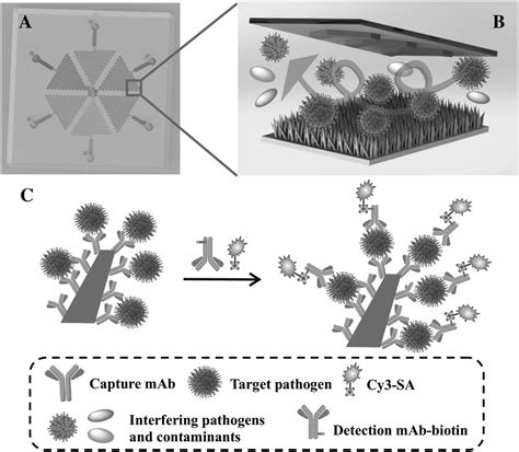 nanotechnology for foodborne pathogen detection
