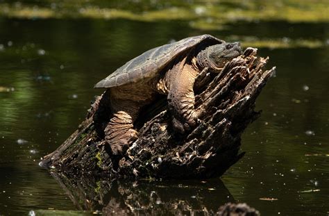 4000 Free Alligator Snapping Turtle And Turtle Images Pixabay