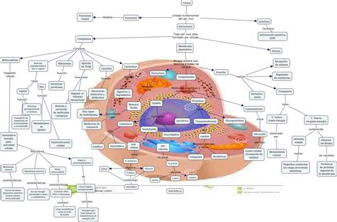 Célula Composición De La Célula