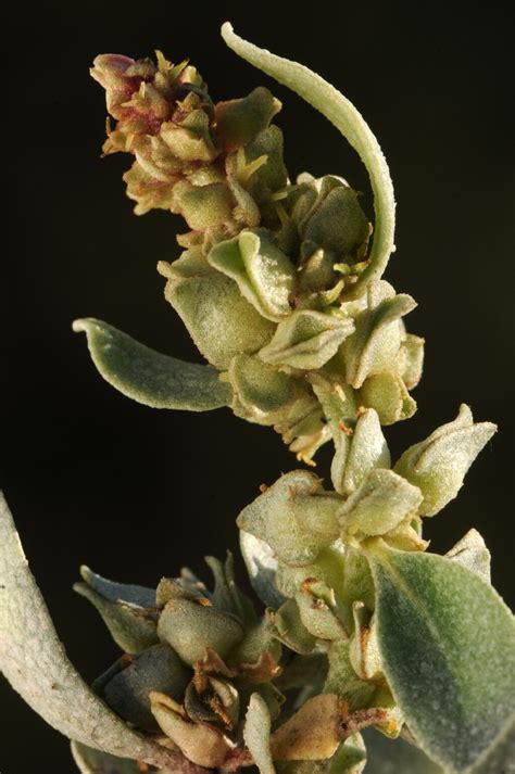 Vicflora Atriplex Cinerea