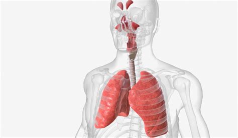 Premium Photo The Respiratory System Is A Set Of Organs That Allow
