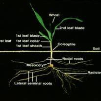 8 Potassium K Deficient Maize Plants Yellowing Of Leaves Starts
