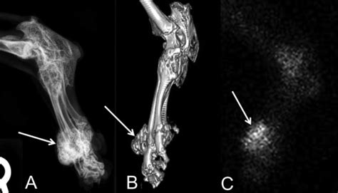 A Dominant Trpv4 Variant Underlies Osteochondrodysplasia In Scottish