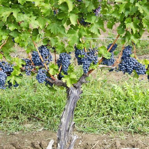 Red Plum Trees Order Highest Quality Plants Raintree Nursery