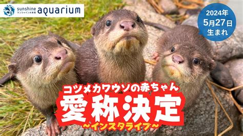 【コツメカワウソ】カワウソの赤ちゃんの名前決定！【サンシャイン水族館】 Youtube