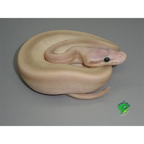 Pastel Purple Passion Ball Python Hatchling Strictly Reptiles