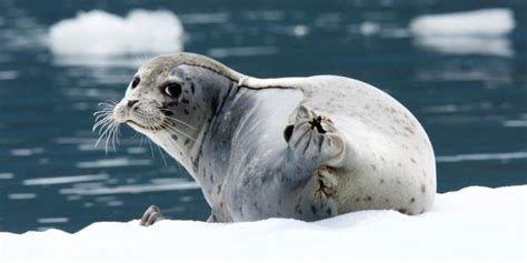 Mysqlmariadb For Data Science Pro And Cons Data Into Results