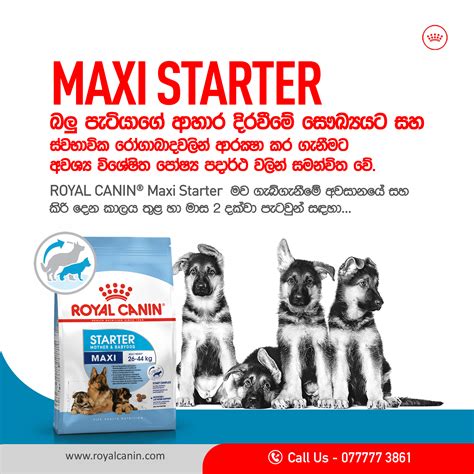 Maxi Starter මැක්සි ස්ටාටර් Royal Canin Sri Lanka Facebook