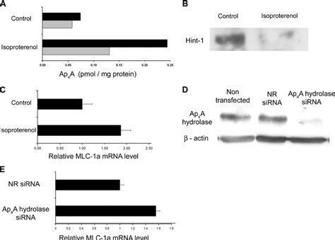 role of ap 4 a in the regulation of the mitf target gene encoding