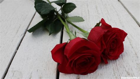 عکس شاخه گل رز قرمز