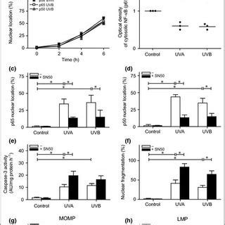 Nuclear factor NF κB signalling in ultraviolet UV irradiated Download Scientific Diagram