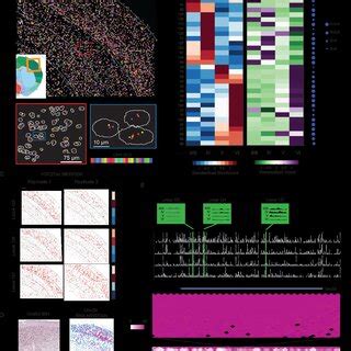 Spatially Resolved Single Cell Profiling Of Layer Specific Putative Download Scientific Diagram