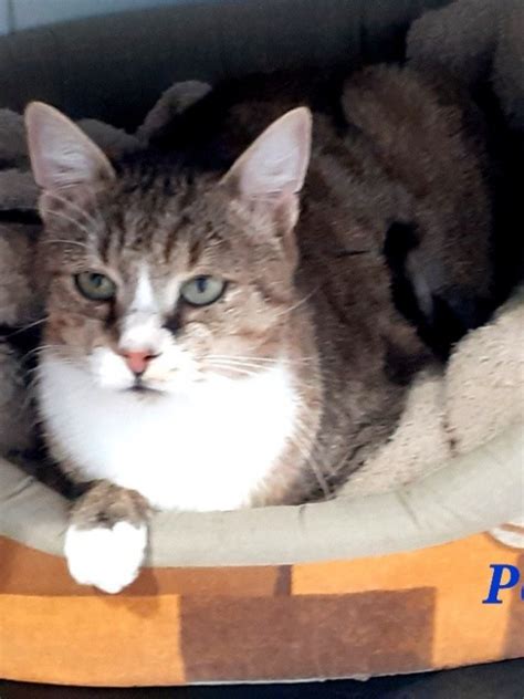 Pacha Européen à Adopter à Poulainville 80 Animauxfr