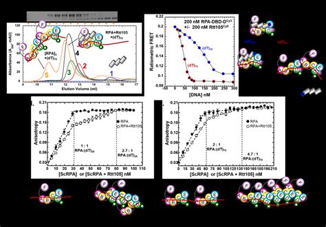 Binding Of Multiple Rpa Molecules On Longer Ssdna Substrates Triggers