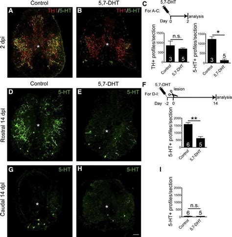 serotonergic but not dopaminergic descending axons are ablated by