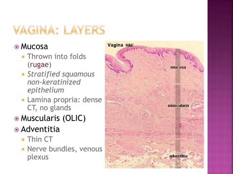 Ppt Female Reproductive System Powerpoint Presentation Free Download