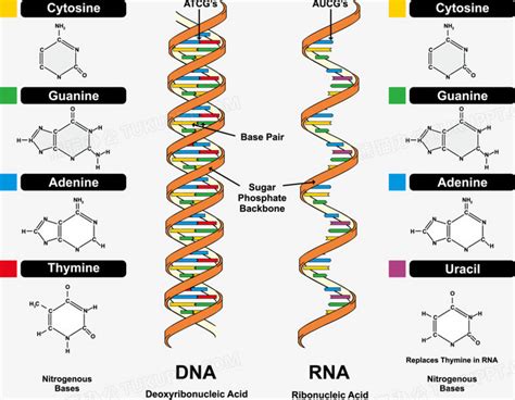 人类基因组成分析png图片素材下载 成分png 熊猫办公