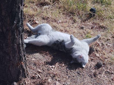 How Would Ddlc Sing Youre So Beautiful R Ddlc