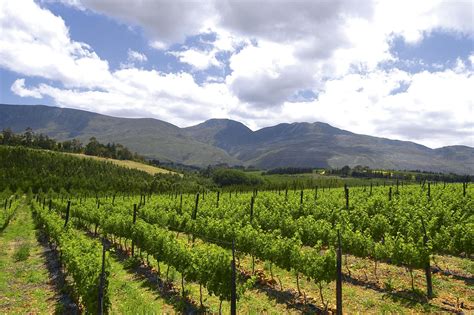 공정무역 와인 남아공 와인