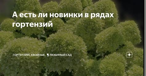 А есть ли новинки в рядах гортензий Гортензии хвойные 🌷любимый сад Дзен