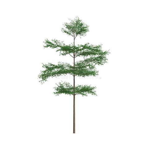 Tree Isolated Terminalia Stock Illustrations 81 Tree Isolated
