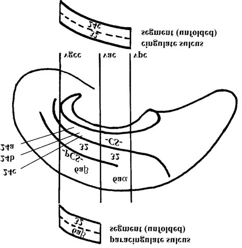 A Rough Sketch Of The Medial Frontal Cortex Showing The Relationship