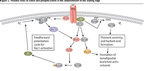 Figure 1 From Roles Of Adf Cofilin In Actin Polymerization And Beyond