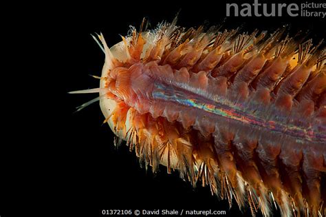 Scale Worm