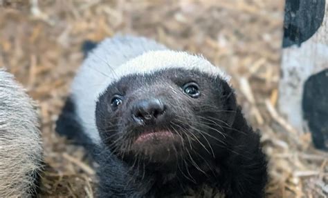 Exmoor Zoo Welcomes First Honey Badger Born In The Uk For 20 Years
