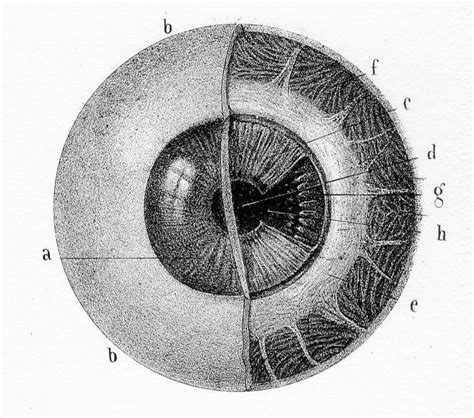 Antique Medical Scientific Illustration High Resolution Eye Profile