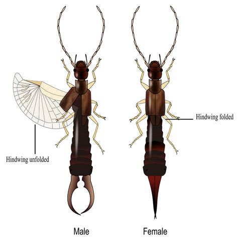 Pincher Bugs 11 Facts About Earwigs You Need To Know